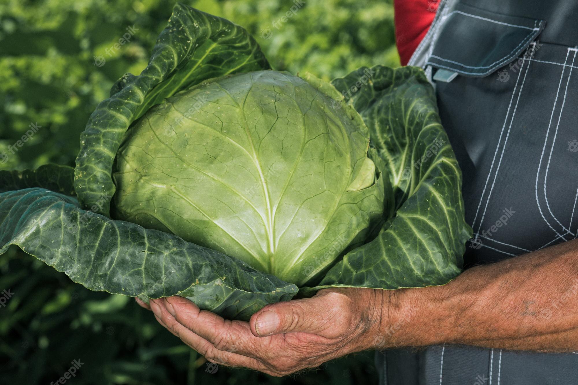 Resource - BATA | Manufacturer of LED Grow Lights