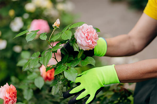 Blog - Batagrowlight Official | BATA