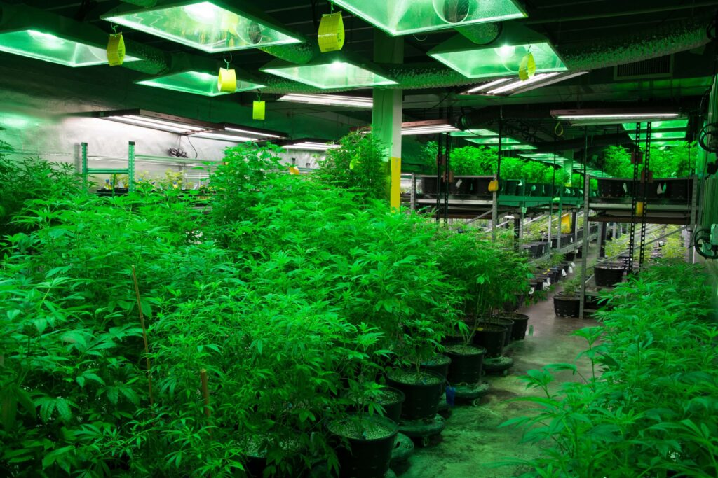 How Does Green Light Affect Plant Photosynthesis?