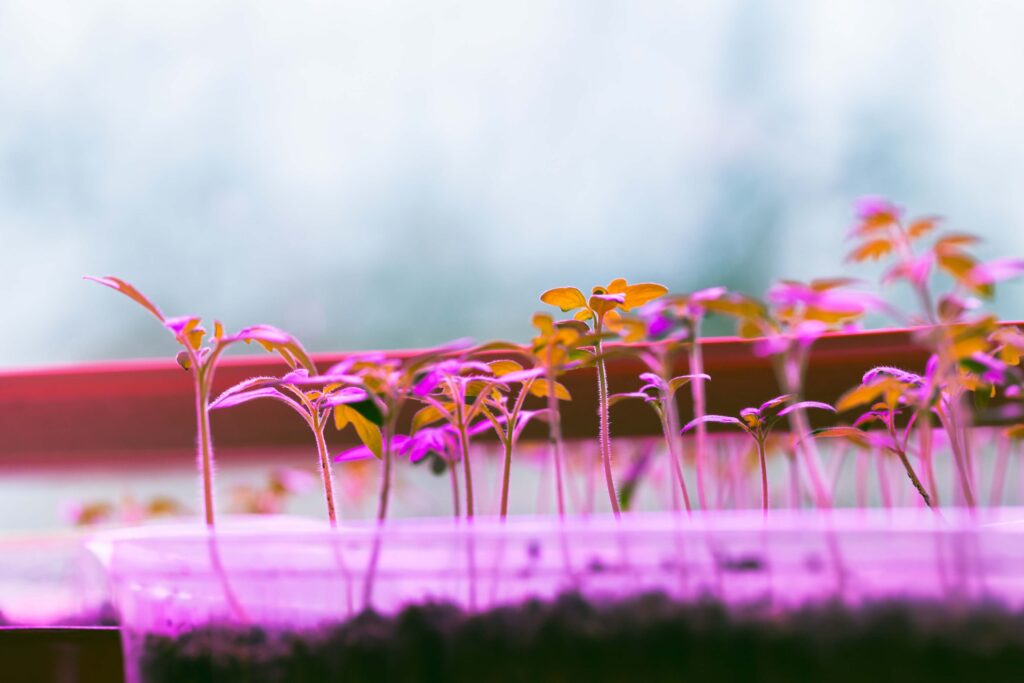 Microgreens growth lighting guide: How setting them up？