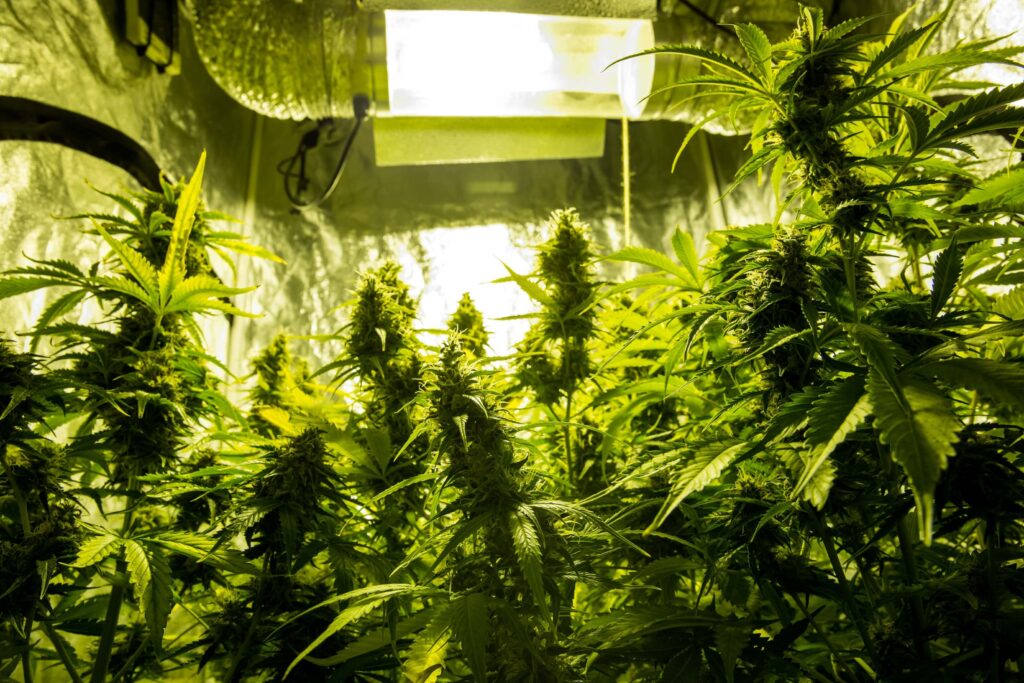 How set up grow light for grow tent ideal coverage?