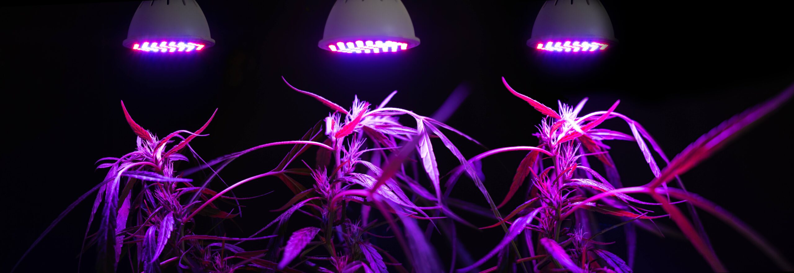 Which Better: Ultraviolet UV A/B/C LED Plant Grow Light?