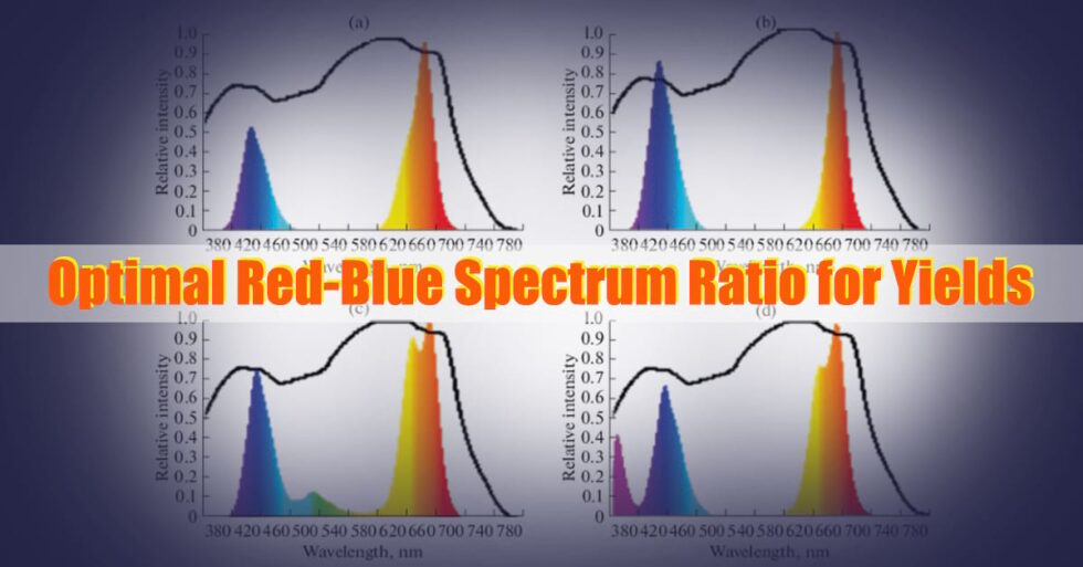 Finding the Best Red-Blue Spectrum Ratio Grow Lights for Yields
