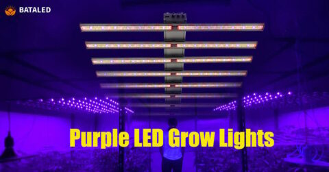 Optimal LED Grow Light Distance: How Far Should It Be from Plant