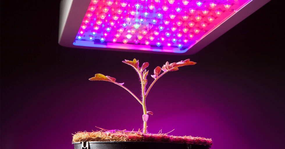 Ultimate Guide to Grow Light Distance Charts for Various Plants