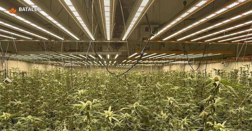 Mastering Indoor Cannabis Cultivation: Complete Guide Grow Light