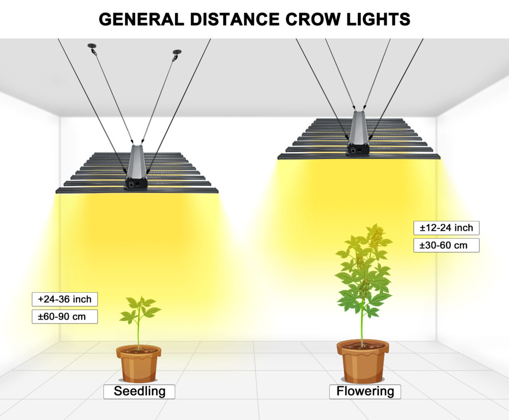 Optimal LED Grow Light Distance: How Far Should It Be from Plant