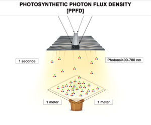Optimal LED Grow Light Distance: How Far Should It Be from Plant