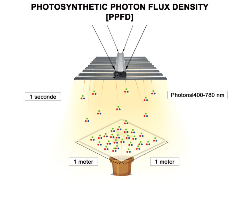 Optimal LED Grow Light Distance: How Far Should It Be from Plant